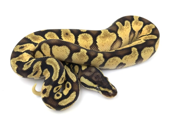Pastel Specter Or Asphalt Ball Python by Royal Constrictor Designs