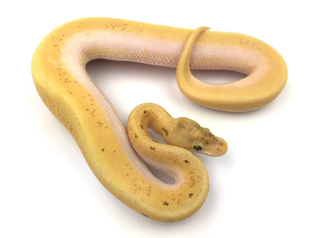 Super OD Enchi Spinner Ball Python by Royal Constrictor Designs ...