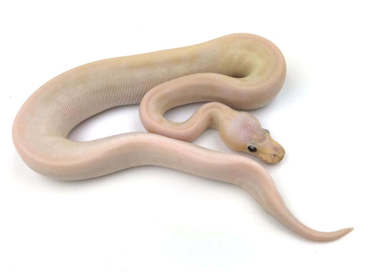 Champagne Combo Ball Python by Royal Constrictor Designs - MorphMarket