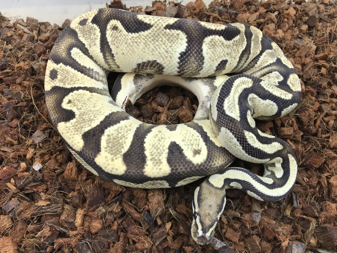Orange Dream Yellowbelly Fire Ball Python by Royal Constrictor Designs ...