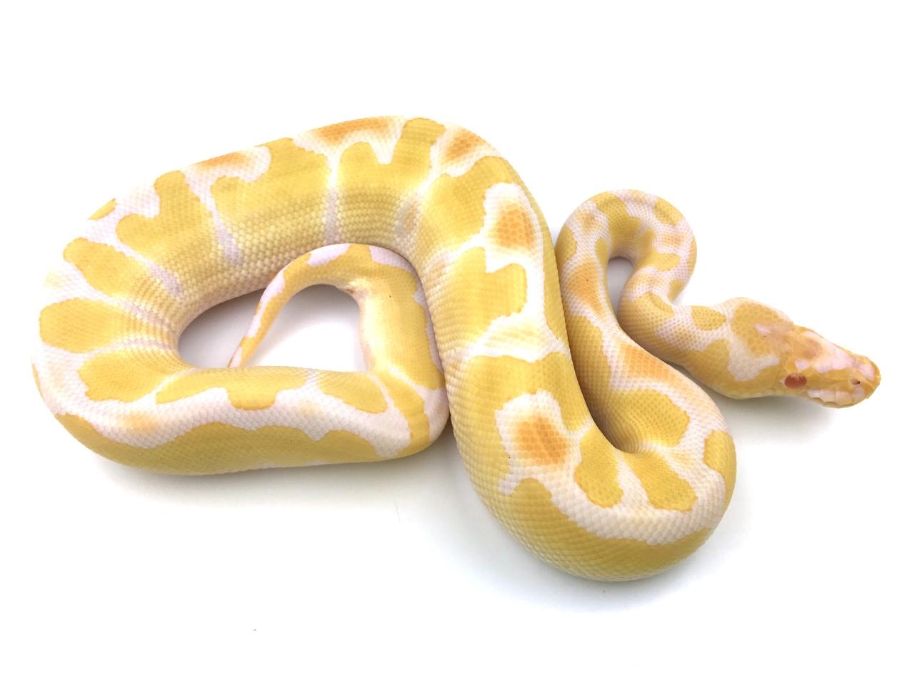 Albino Clown Ball Python by Royal Constrictor Designs - MorphMarket