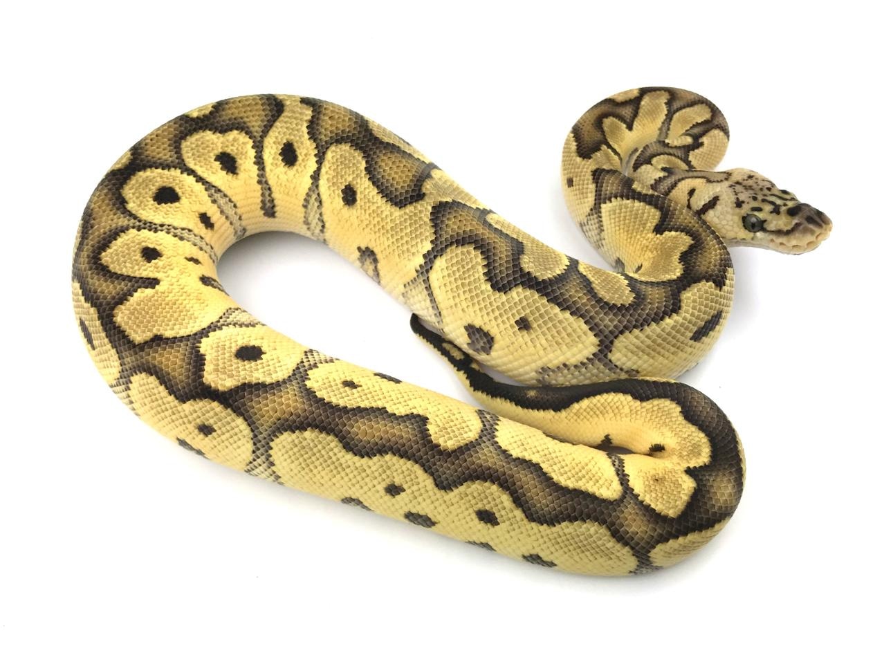 Pastel Clown (Probable Orange Dream) Ball Python by Royal Constrictor ...