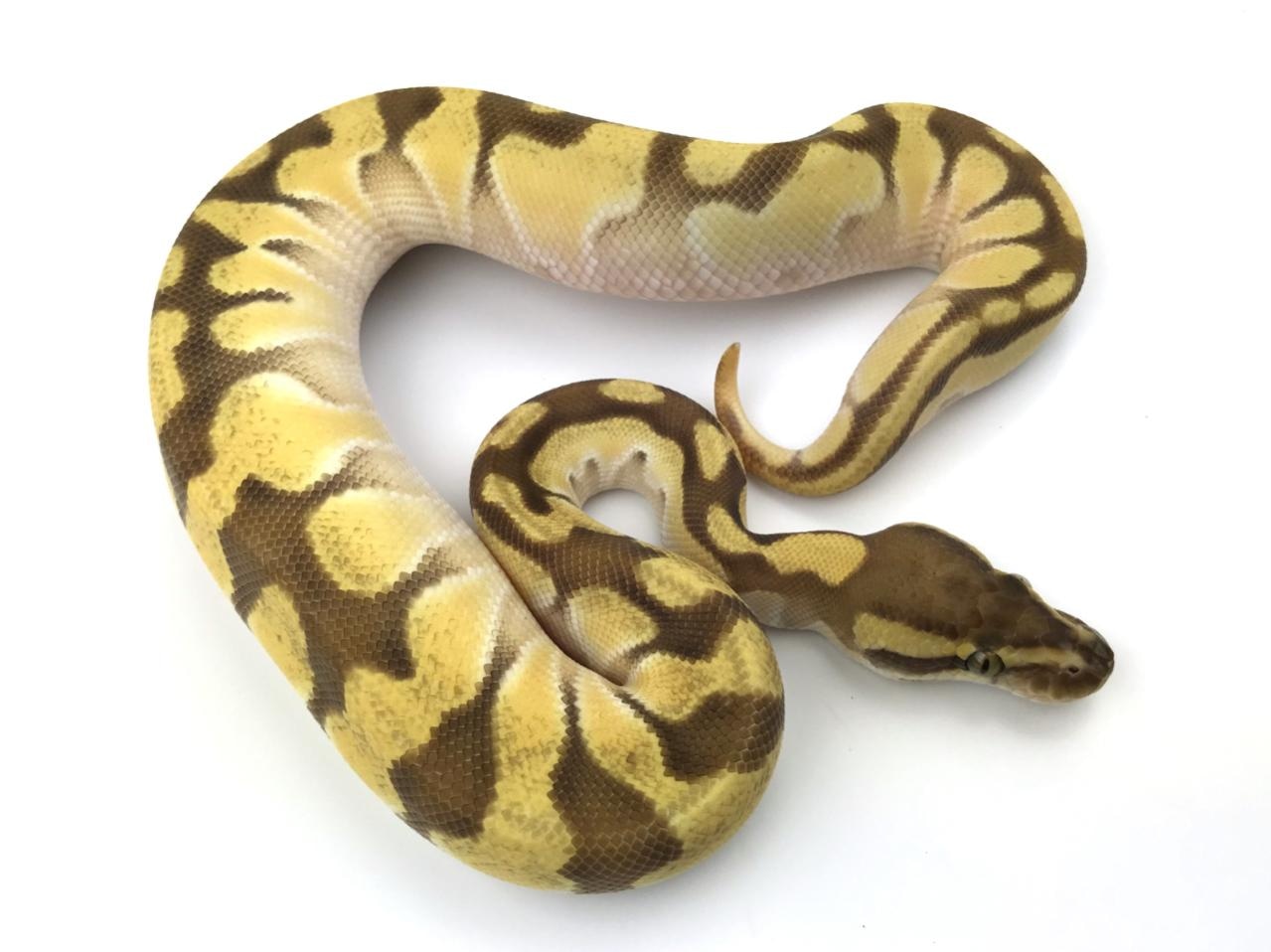 Super OD Butter Enchi Ball Python by Royal Constrictor Designs ...