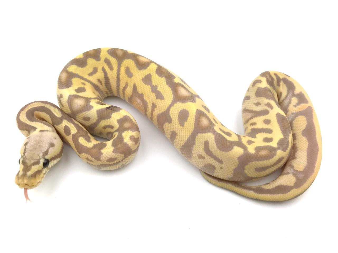 Banana Pastel Leopard (Possible YB) Ball Python by Royal Constrictor ...