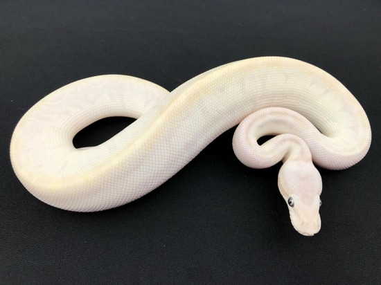 Bamboo Mystic Ball Python by Royal Constrictor Designs
