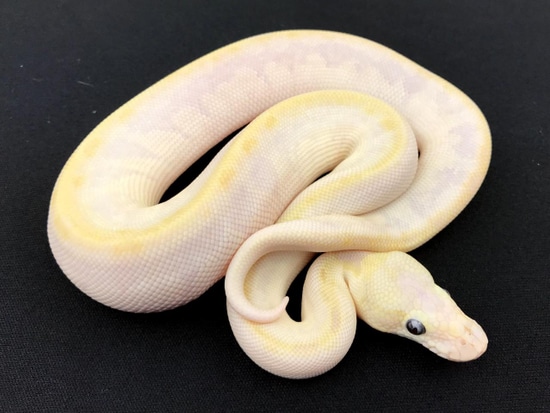 Bamboo Special Ball Python by Royal Constrictor Designs