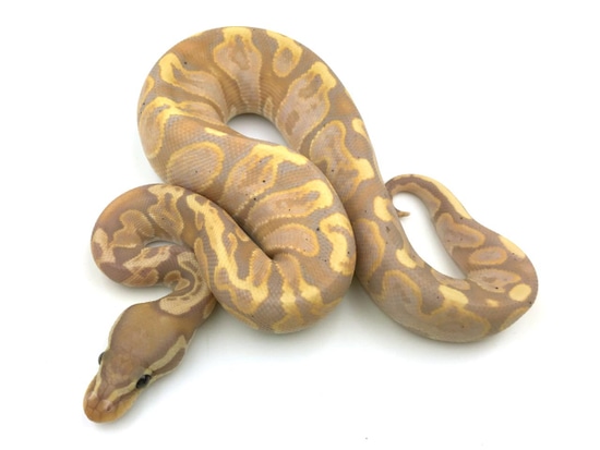 Banana Calico GHI (Possible YB) Ball Python by Royal Constrictor Designs