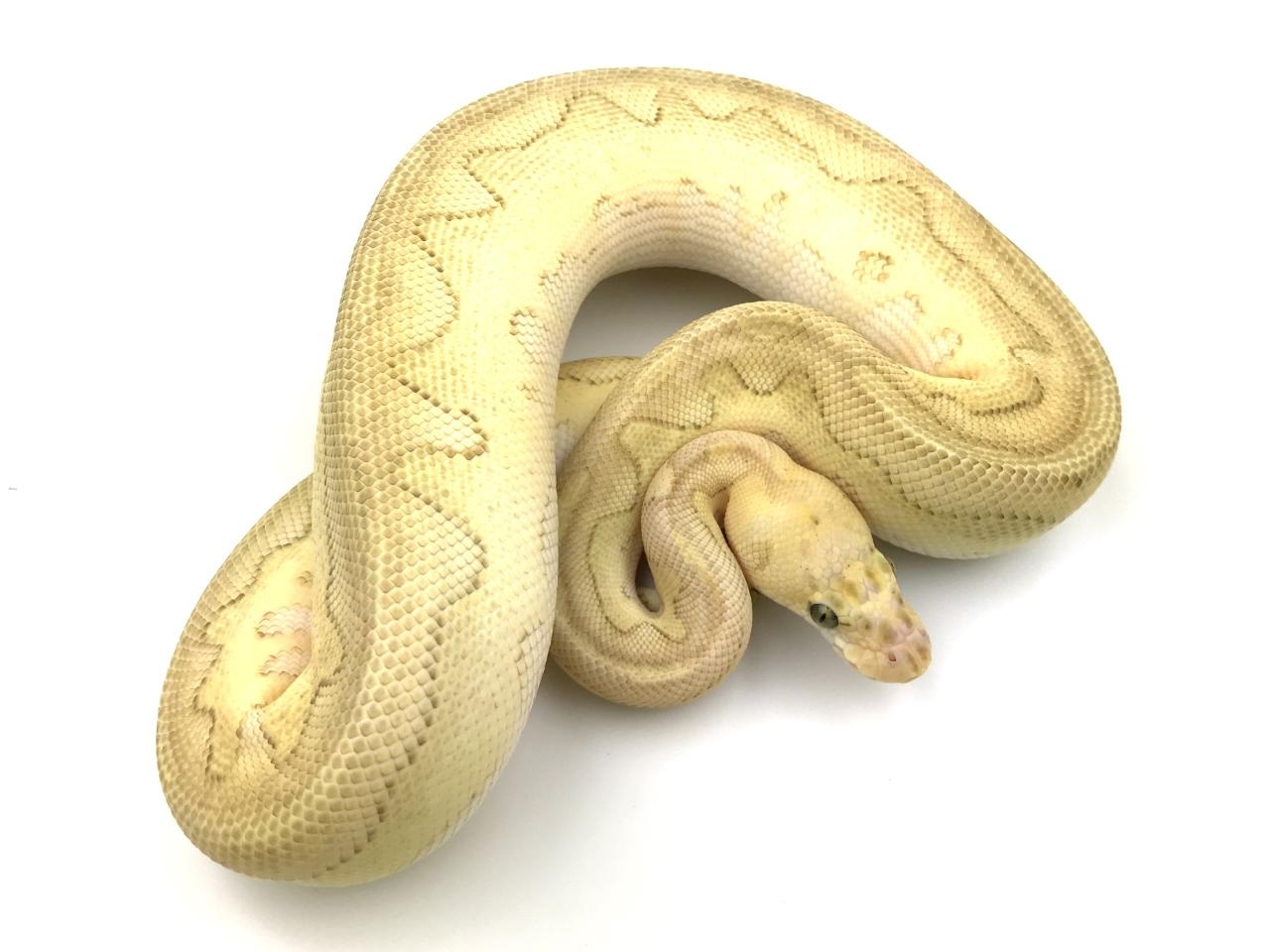 Pastel Butter Clown Ball Python by Royal Constrictor Designs - MorphMarket