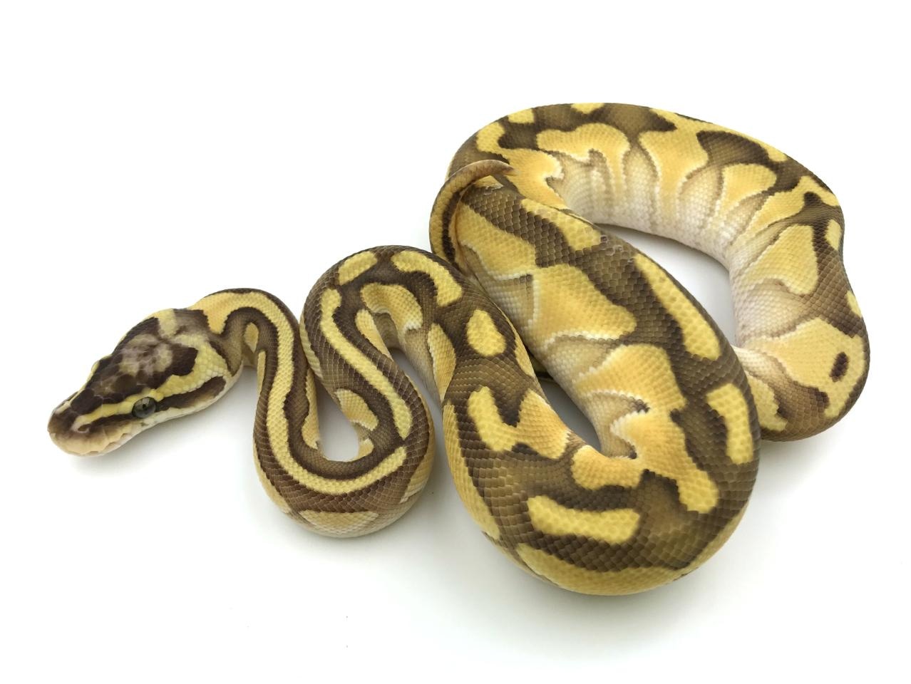 Pastel Enchi Lesser 100% Double Het Hypo Clown Ball Python by Royal ...