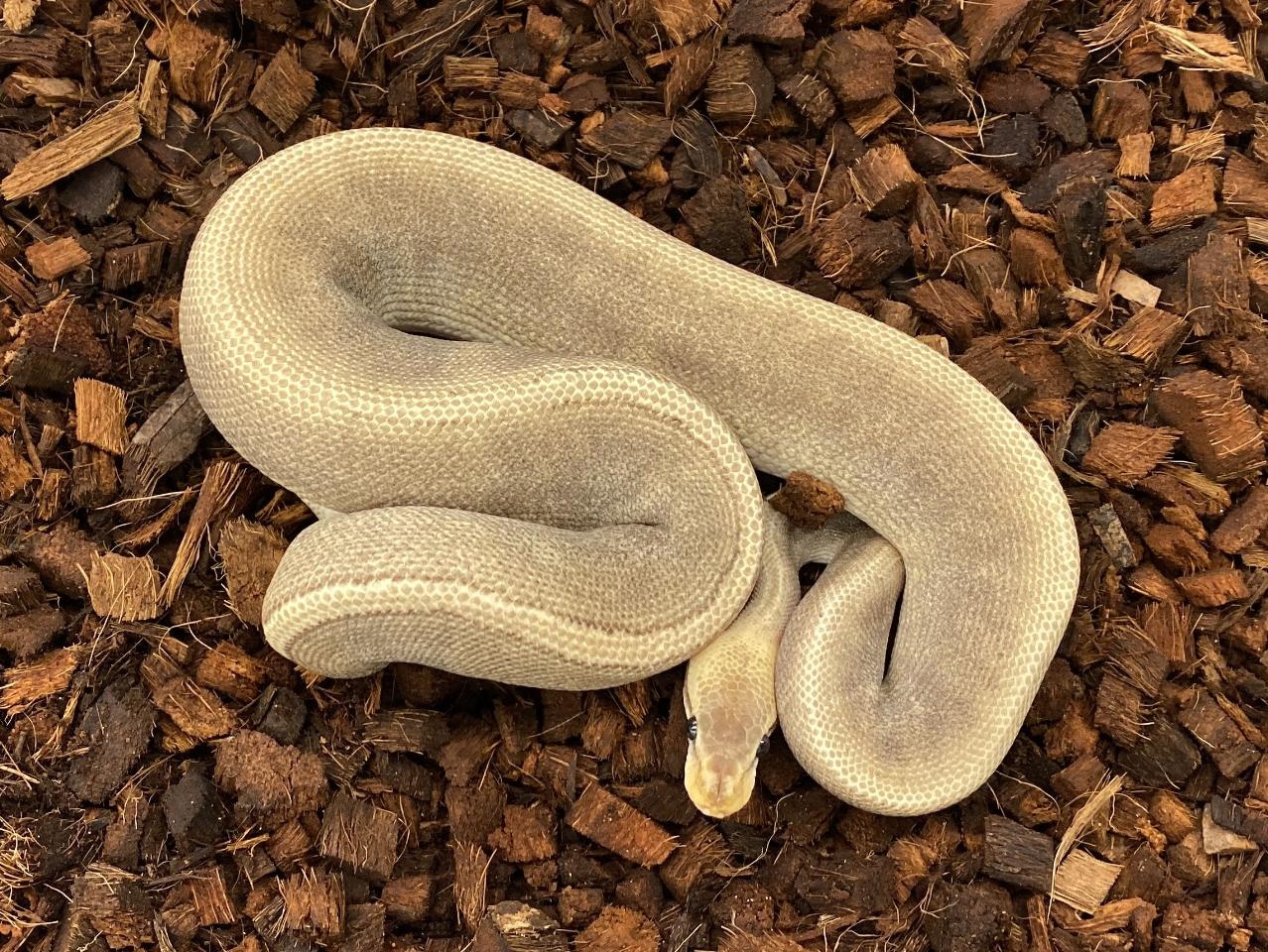 GHI Pinstripe Mystic Potion Ball Python by Royal Constrictor Designs ...