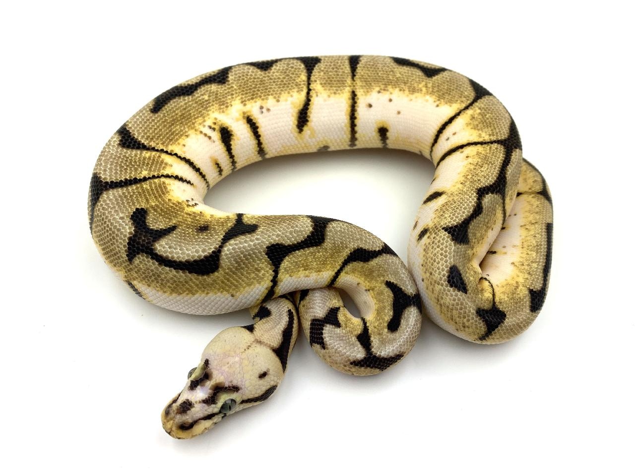 Scaleless Head Bumblebee Ball Python by Royal Constrictor Designs ...