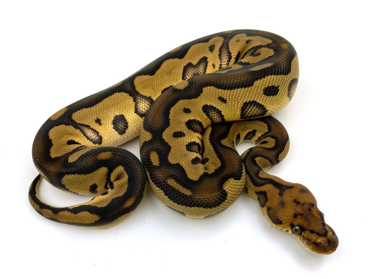 Leopard Clown 100% Het Albino Ball Python by Royal Constrictor Designs ...