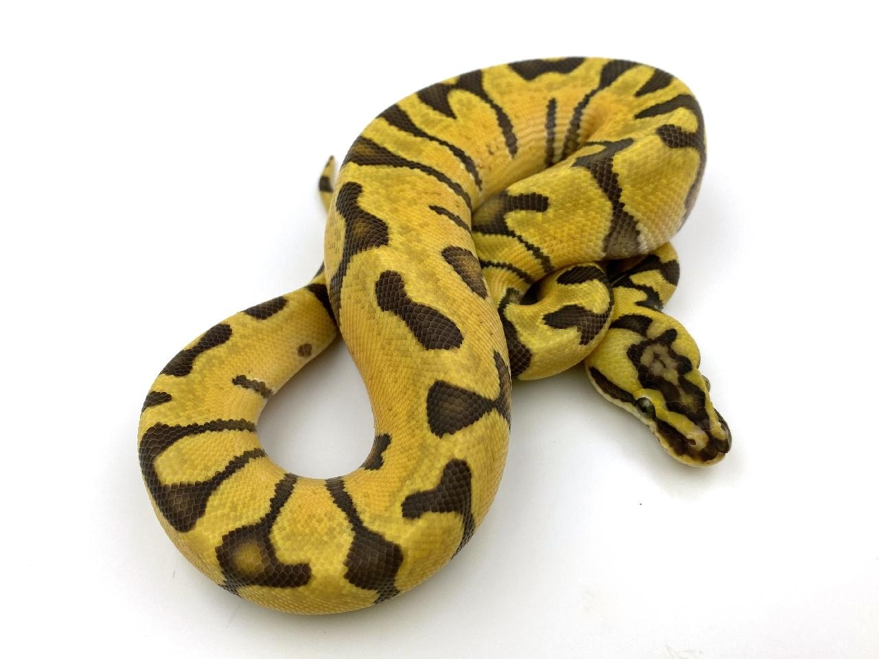Hypo Pastel Super Enchi Ball Python by Royal Constrictor Designs ...