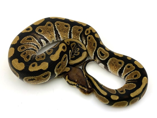 100% Double Het Clown And Albino OR Toffee Ball Python by Royal ...