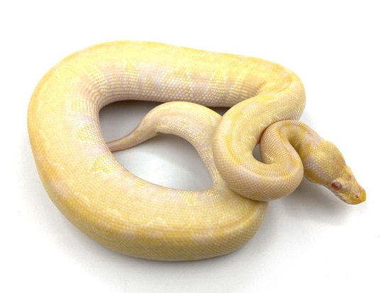 Albino Bamboo Ball Python by Royal Constrictor Designs