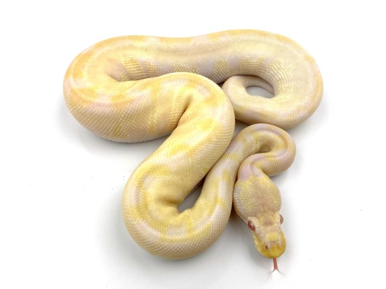 Albino Pastel Bamboo Ball Python by Royal Constrictor Designs