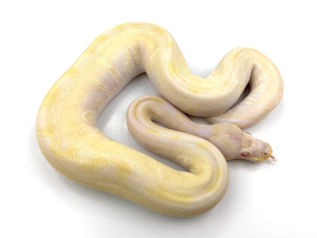 Albino Pastel Bamboo Ball Python by Royal Constrictor Designs - MorphMarket