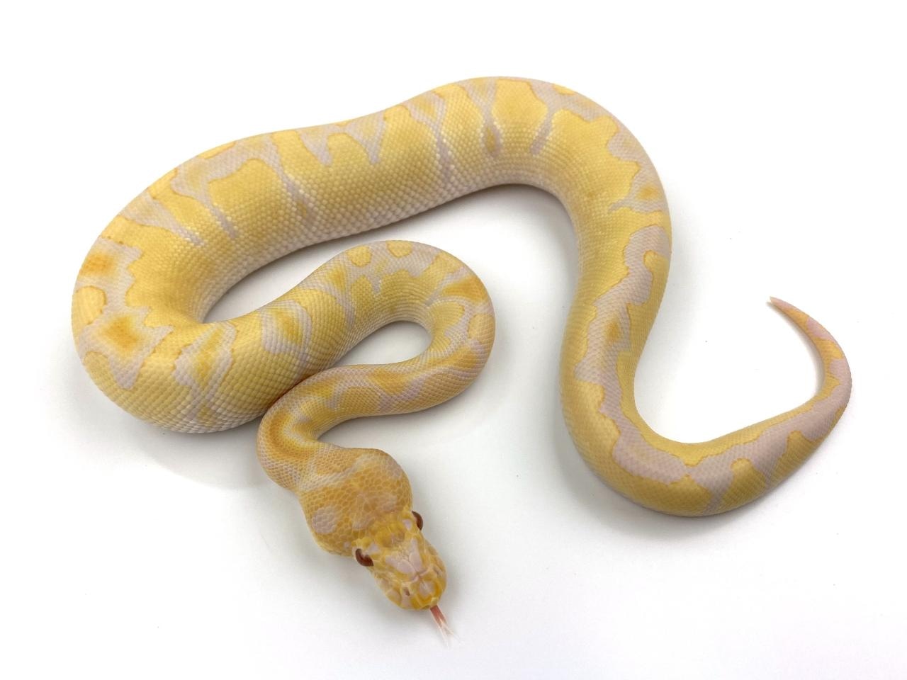Toffino Enchi Clown Ball Python by Royal Constrictor Designs - MorphMarket