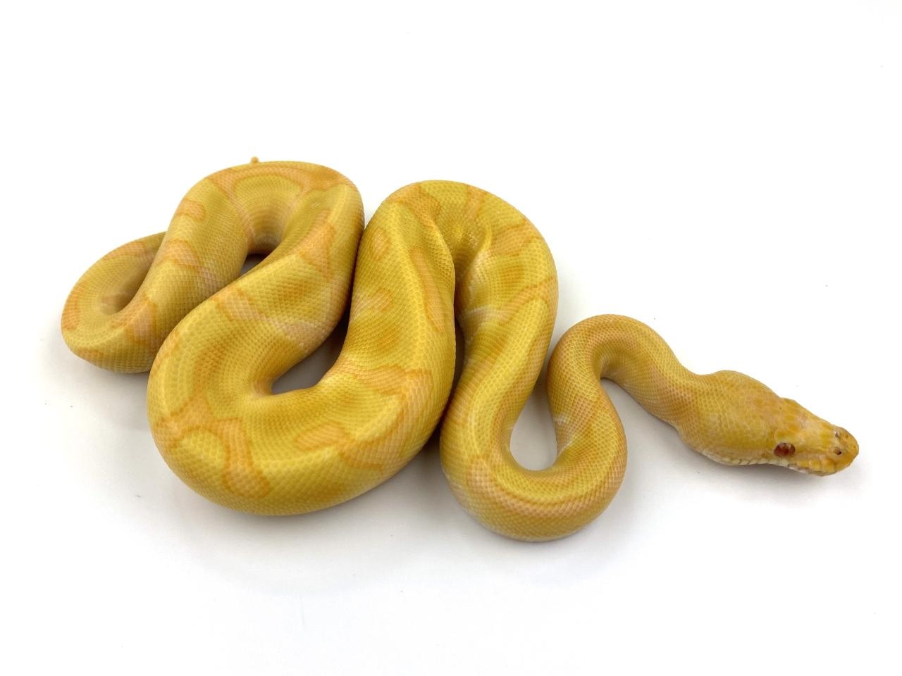Albino Super Enchi Ball Python by Royal Constrictor Designs - MorphMarket