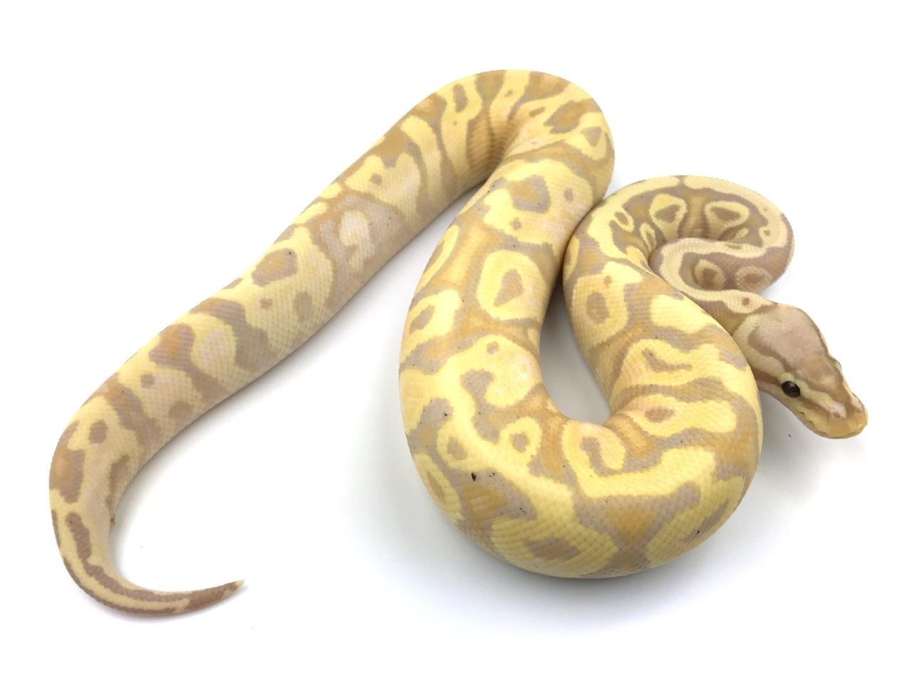 Banana Pastel Calico 100% Het Clown Ball Python by Royal Constrictor ...