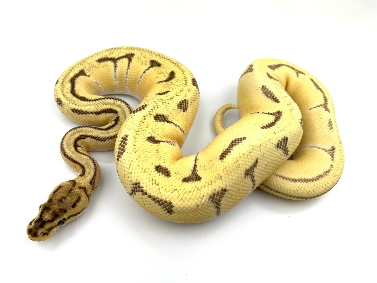Super OD Enchi Fire Pinstripe Ball Python by Royal Constrictor Designs ...