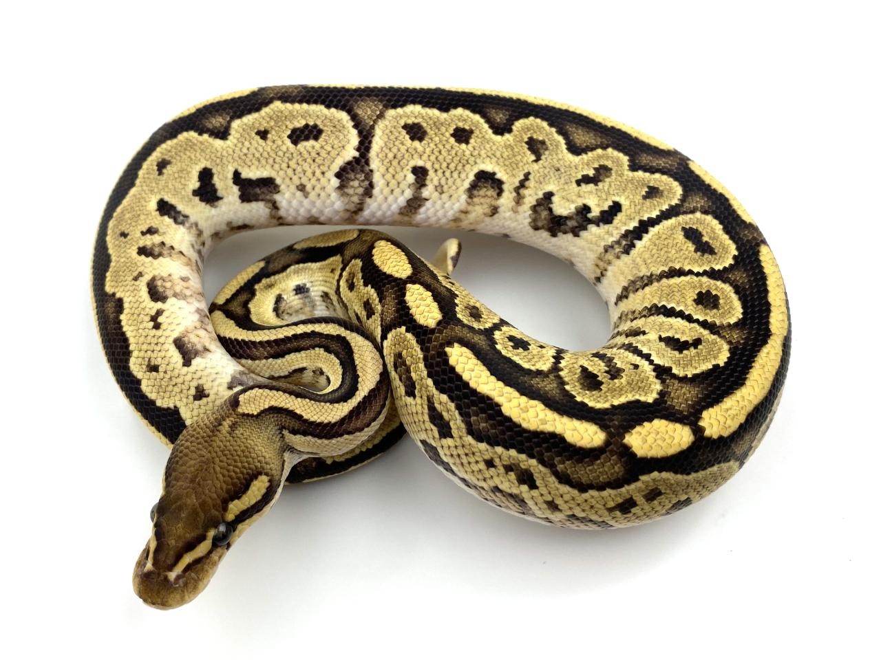 Fire Bongo (Possible Orange Dream) Ball Python by Royal Constrictor ...