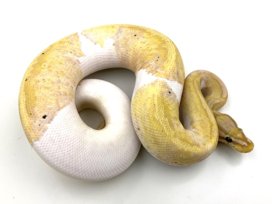 Pastel Coral Glow Pied Ball Python by Royal Constrictor Designs
