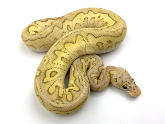 Pastel Lesser Hypo Clown Ball Python by Royal Constrictor Designs