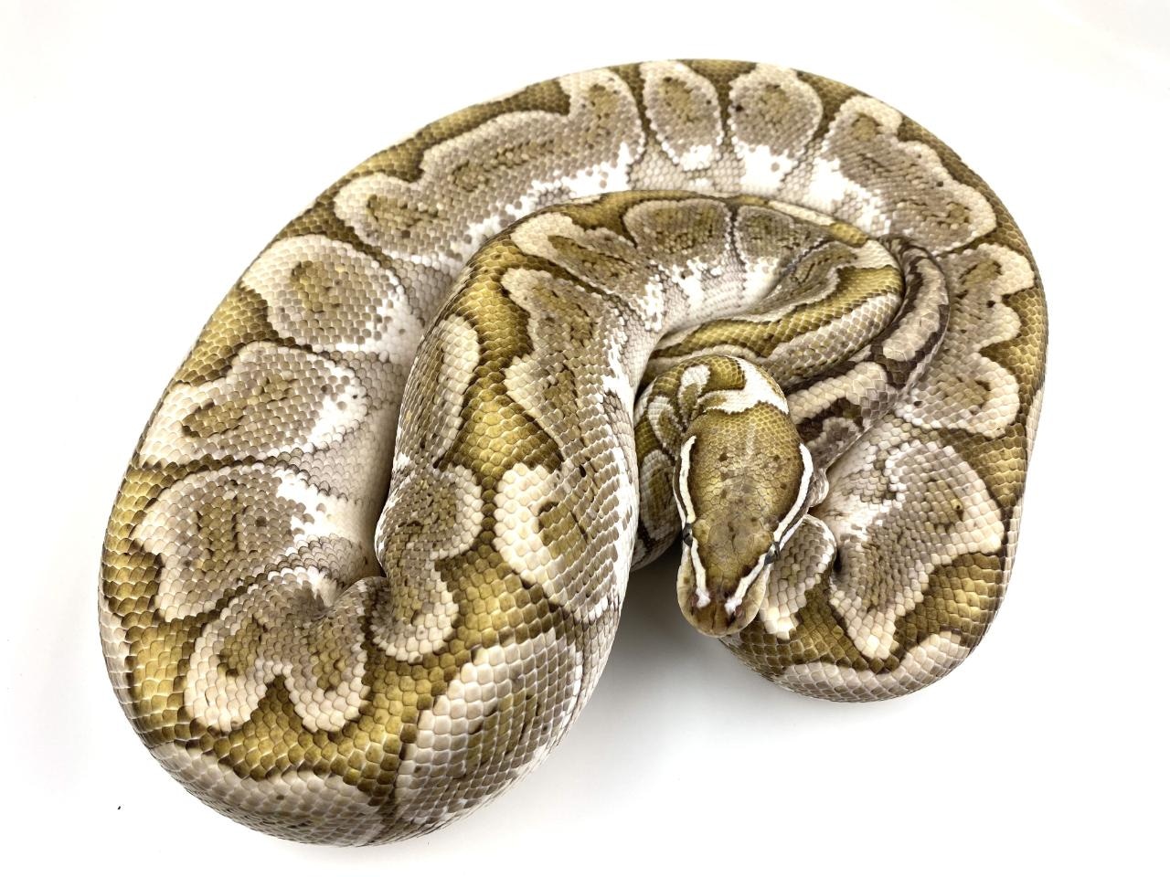 Bamboo 100% Het Clown Ball Python by Royal Constrictor Designs ...