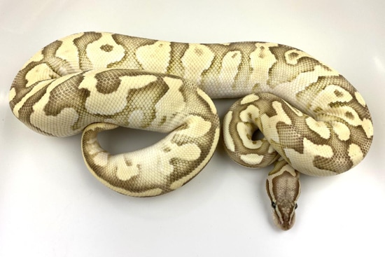 Orange Dream Butterfly Ball Python by Royal Constrictor Designs