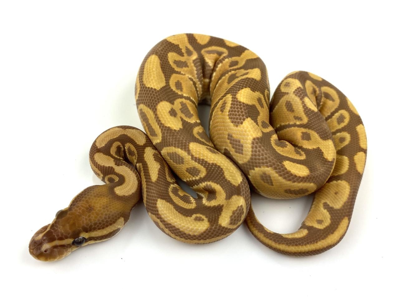 Ultramel 100% Het Pied 66% Possible Het Hypo Ball Python by Royal ...