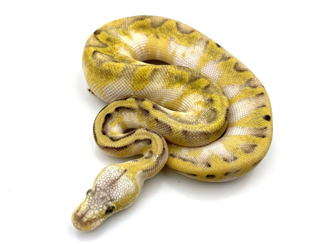 Pastel Leopard Enchi Champagne Ball Python by Royal Constrictor Designs ...