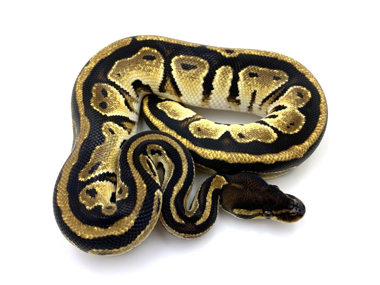 Orange Dream Bongo Ball Python by Royal Constrictor Designs - MorphMarket