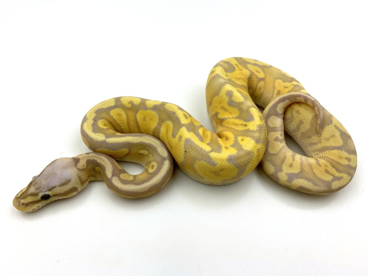 Banana Super Pastel 66% Possible Double Het Clown PIed Ball Python by ...