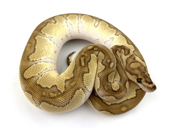 Orange Dream Butter Clown (Possible Super OD) Ball Python by Royal ...