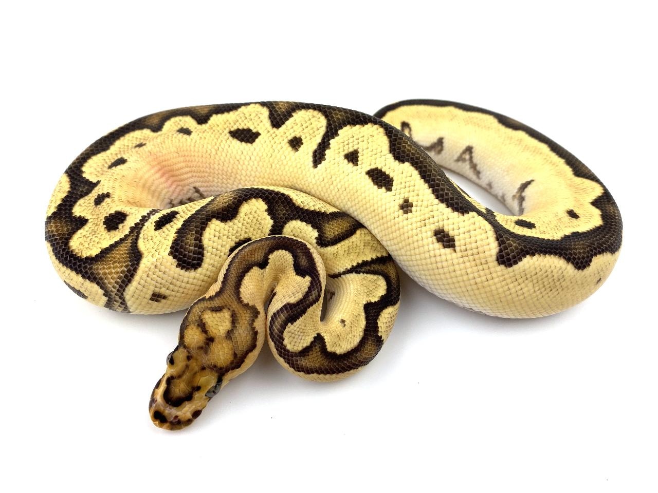 Orange Dream Fire Clown Ball Python by Royal Constrictor Designs ...