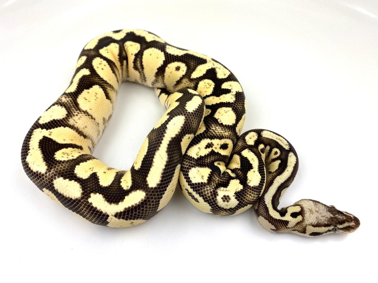 Firefly Ball Python by Royal Constrictor Designs - MorphMarket
