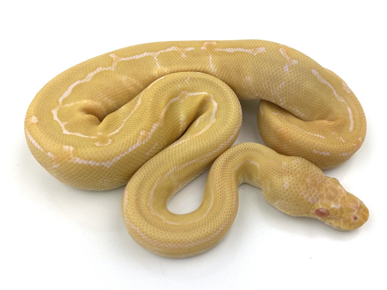 Albino Pinstripe 100% Het Pied Ball Python by Royal Constrictor Designs ...