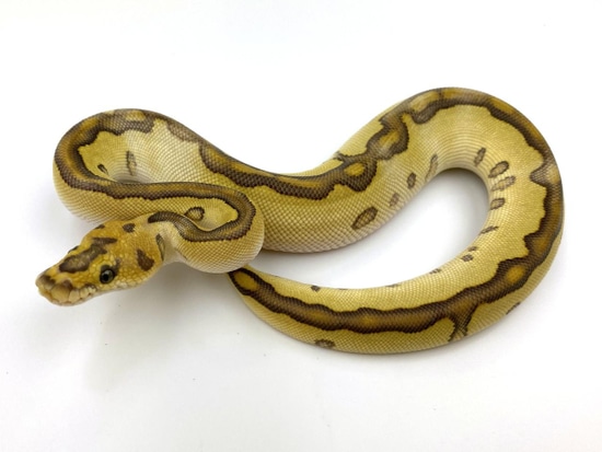 Lesser Leopard Clown Ball Python by Royal Constrictor Designs