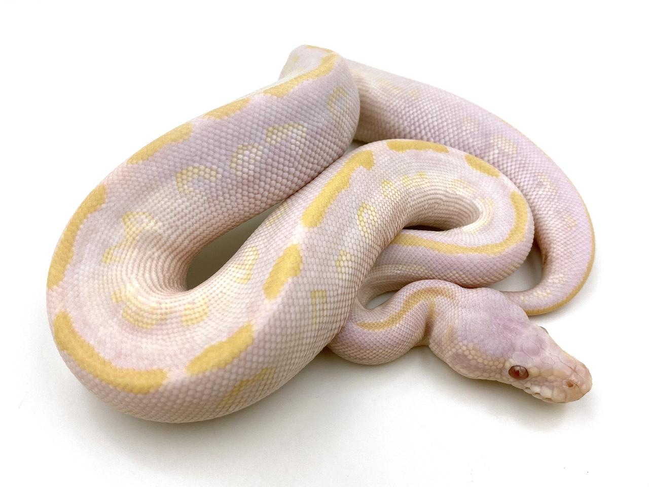 Lavender Albino Super Mystic Ball Python by Royal Constrictor Designs ...