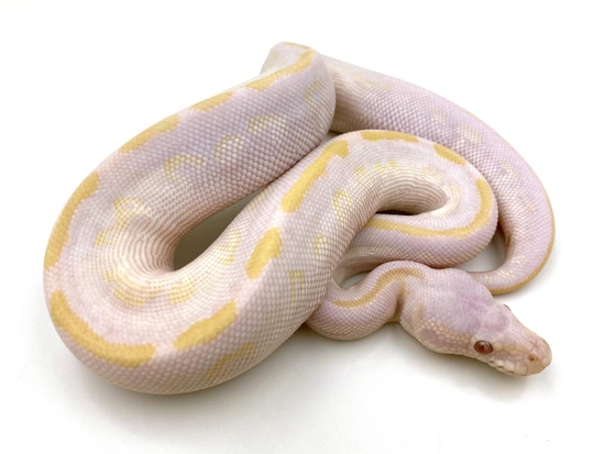 Lavender Albino Super Mystic Ball Python by Royal Constrictor Designs