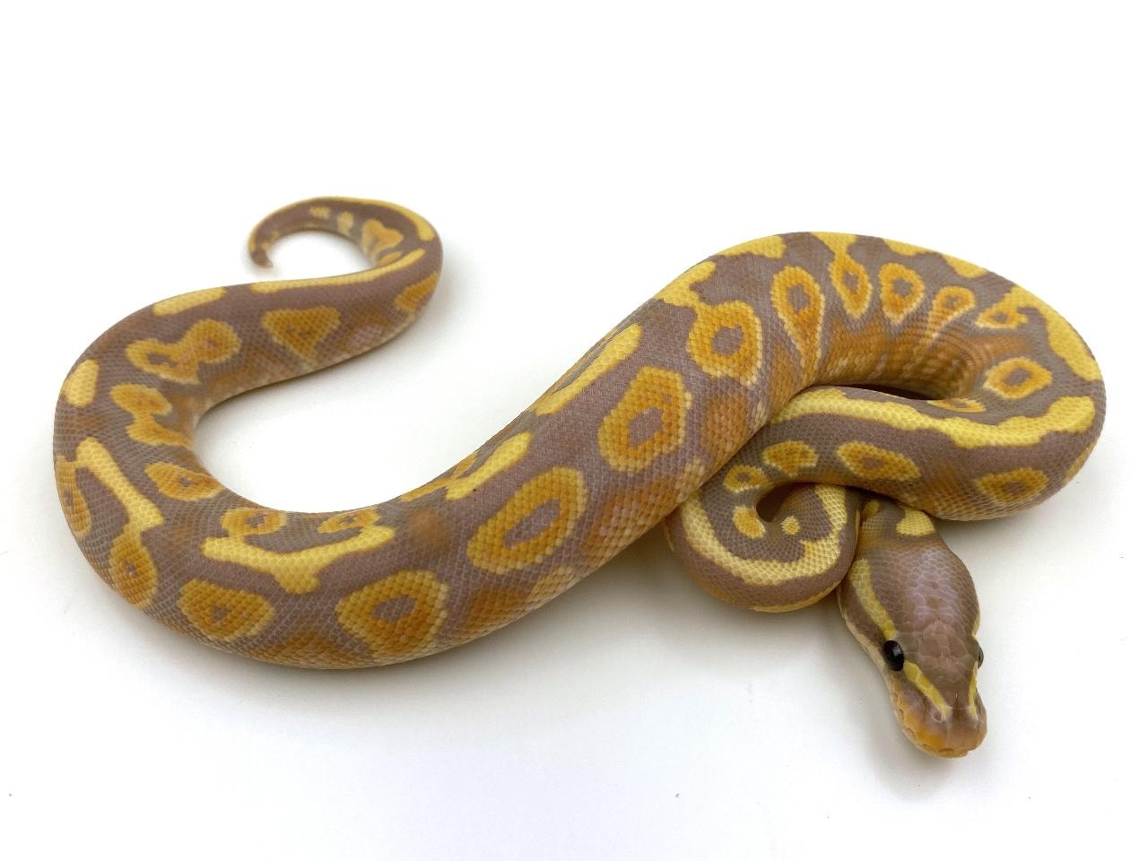 Banana Yellowbelly Mystic Ball Python by Royal Constrictor Designs ...