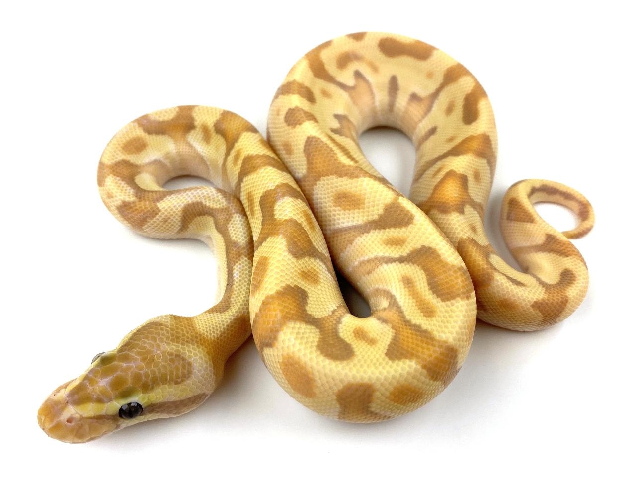Hypo Banana Super Enchi Mojave Ball Python by Royal Constrictor Designs ...