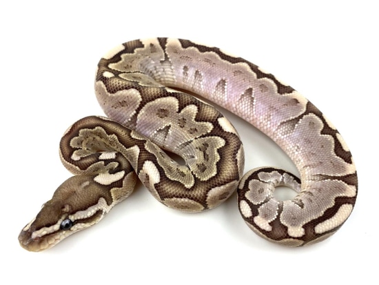 Bamboo 100% Het Ultramel Ball Python by Royal Constrictor Designs