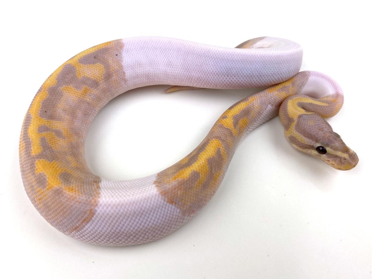 Coral Glow Pied Ball Python by Royal Constrictor Designs - MorphMarket