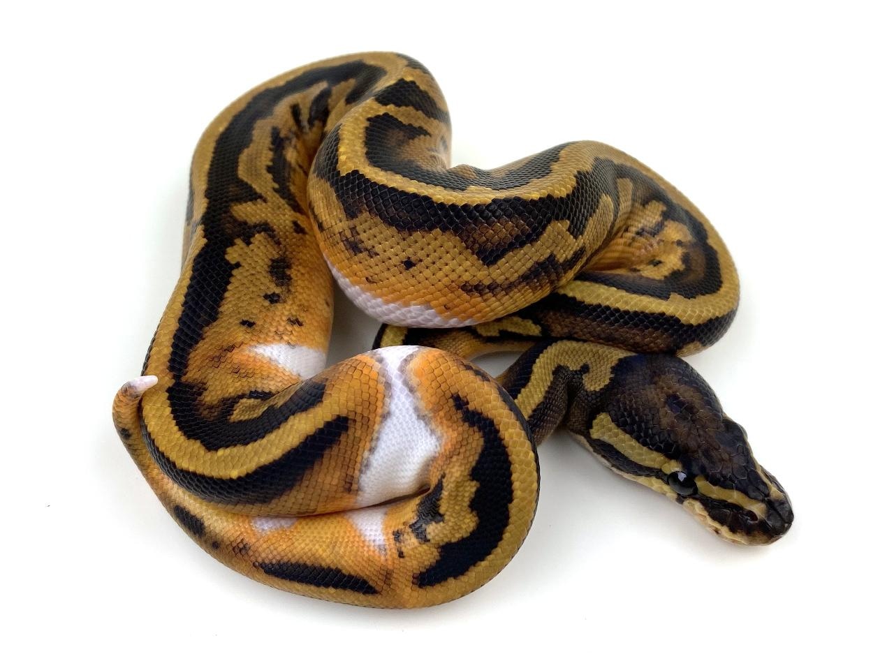 Pied 100% Het Ultramel Ball Python by Royal Constrictor Designs ...