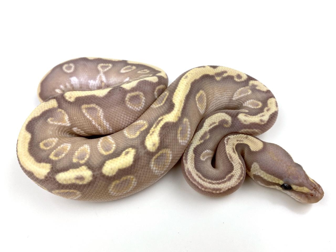 Banana GHI Mojave 100% Het Clown Ball Python by Royal Constrictor Designs - MorphMarket