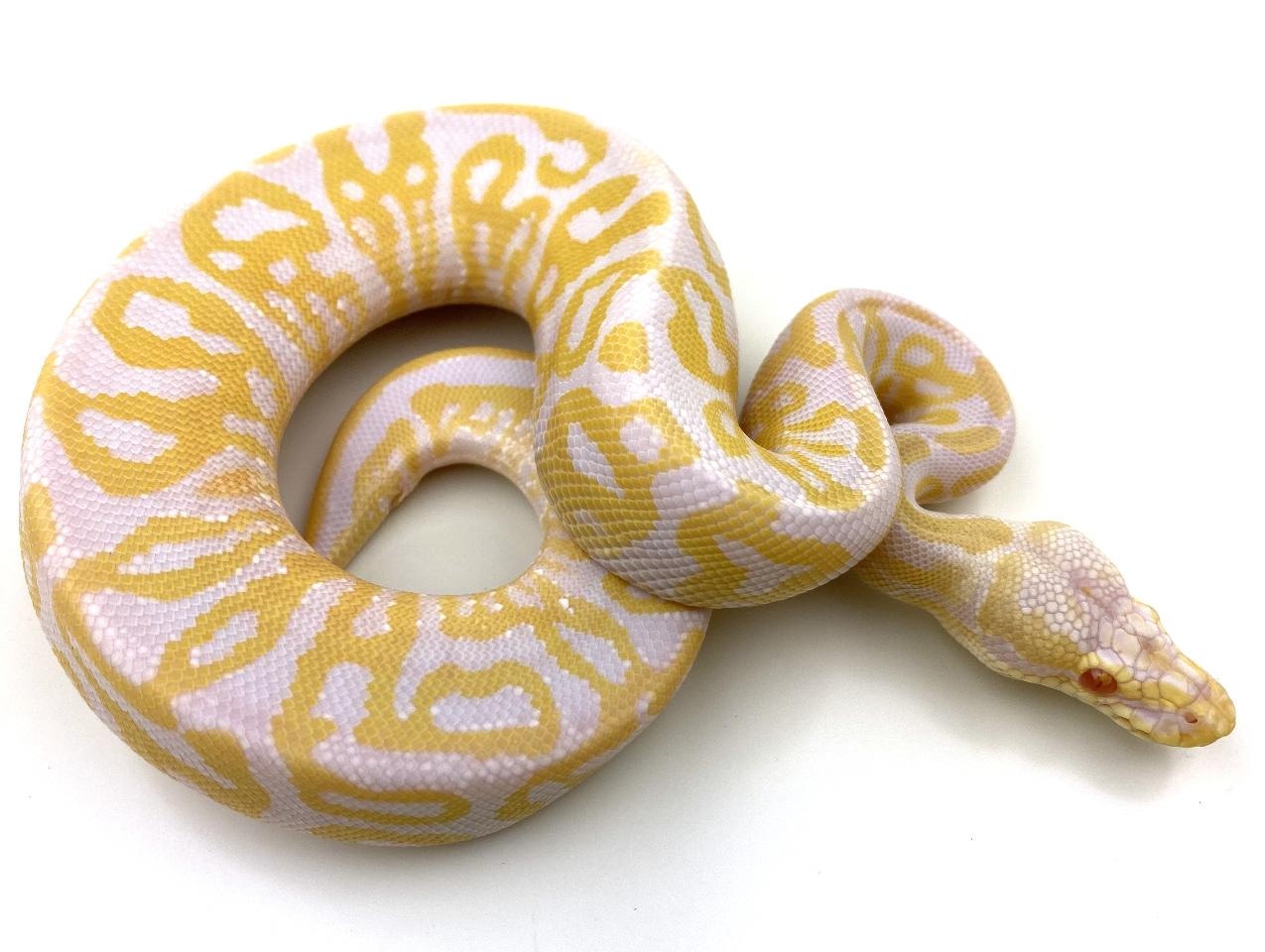 Albino Pastel Leopard Ball Python by Royal Constrictor Designs ...