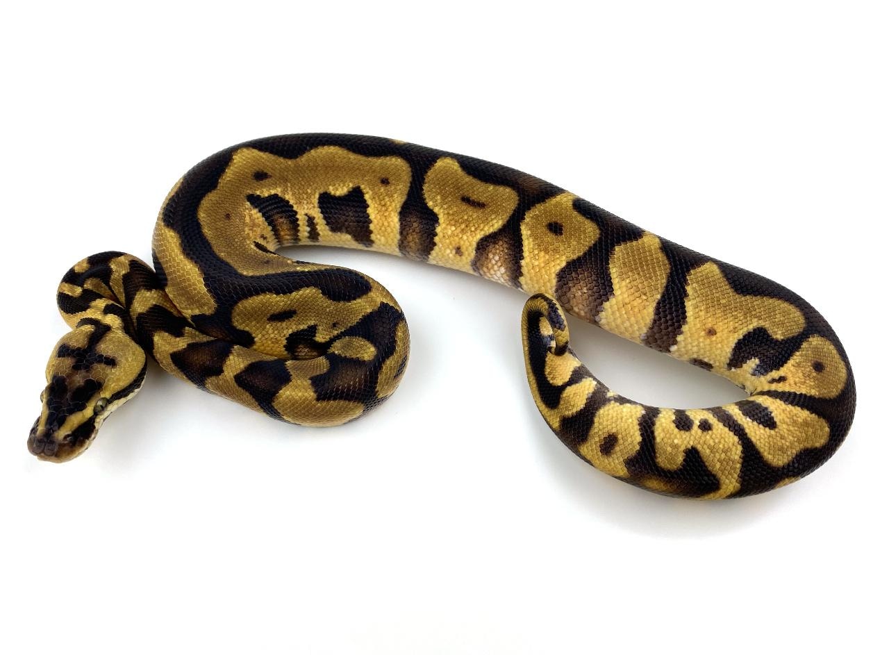 Pastel Enchi Leopard Yellowbelly Or Specter Ball Python by Royal ...