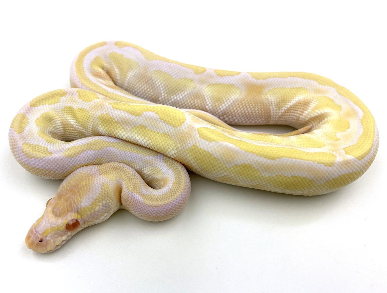 Albino Lesser Ball Python by Royal Constrictor Designs - MorphMarket